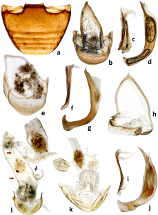 A New Genus of Endomychinae (Coleoptera: Endomychidae) from the ...