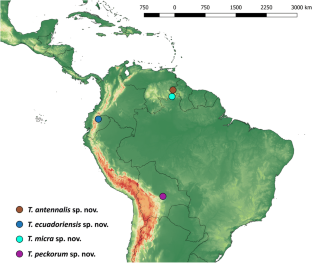 A New Genus of Endomychinae (Coleoptera: Endomychidae) from the ...
