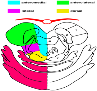 Caudal paramedian midbrain infarction: a clinical study of imaging ...