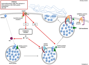 Targeting Mucus Hypersecretion: New Therapeutic Opportunities for COPD ...