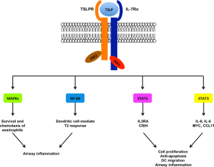 TSLP Inhibitors for Asthma: Current Status and Future Prospects ...