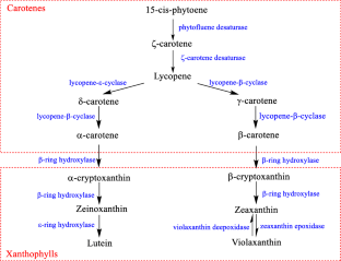 β-Cryptoxanthin: Chemistry, Occurrence, and Potential Health Benefits ...