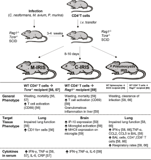 Understanding Mechanisms Underlying the Pathology of Immune ...