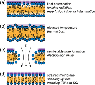 Repair and Regeneration of the Wounded Cell Membrane | SpringerLink