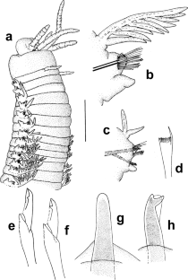 Four New Records of Eunicidae (Annelida: Polychaeta) from the Western ...