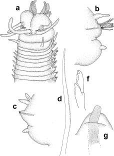 Four New Records of Eunicidae (Annelida: Polychaeta) from the Western ...