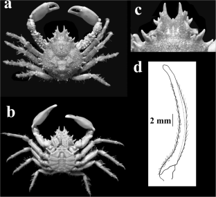 Four New Records of Brachyuran Crabs (Crustacea: Decapoda: Brachyura ...