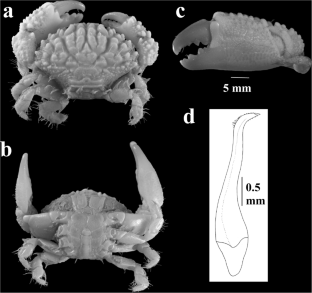 Four New Records of Brachyuran Crabs (Crustacea: Decapoda: Brachyura ...