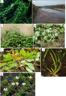 Impact of instream sand mining on habitat destruction or transformation ...