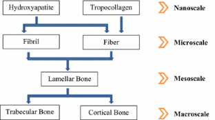 Multiscale modeling of human bone | SpringerLink