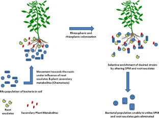 Mechanistic insights on plant root colonization by bacterial endophytes ...