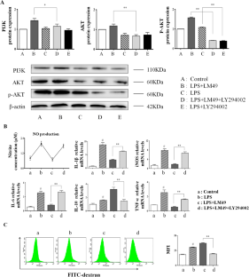 A novel marine halophenol derivative attenuates lipopolysaccharide ...