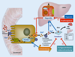 Management der Hyperferritinämie | SpringerLink