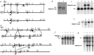 Graded reduction of Pafah1b1 (Lis1) activity results in neuronal ...