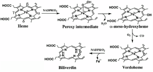 Crystal structure of human heme oxygenase-1 | Nature Structural ...