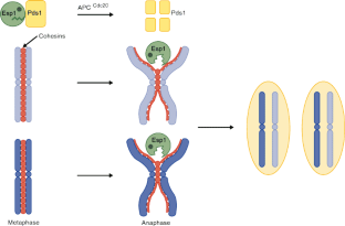Meiosis: Rec8 is the reason for cohesion | Nature Cell Biology