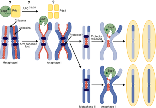 Meiosis: Rec8 is the reason for cohesion | Nature Cell Biology