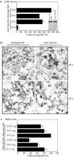An NSF function distinct from ATPase-dependent SNARE disassembly is ...