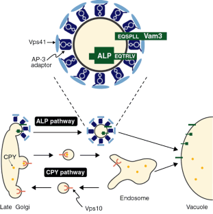 Formation of AP-3 transport intermediates requires Vps41 function ...