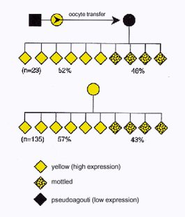 Epigenetic inheritance at the agouti locus in the mouse | Nature Genetics
