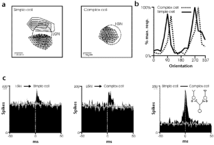 Functional connectivity between simple cells and complex cells in cat striate cortex | Nature ...
