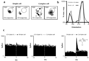 Functional connectivity between simple cells and complex cells in cat ...