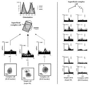 Functional connectivity between simple cells and complex cells in cat striate cortex | Nature ...