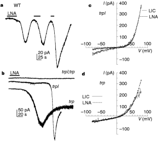 Polyunsaturated fatty acids activate the Drosophila light-sensitive ...