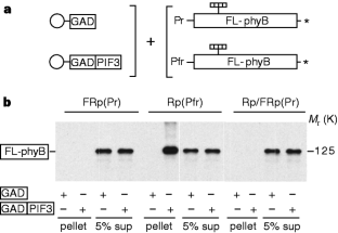 Binding of phytochrome B to its nuclear signalling partner PIF3 is ...