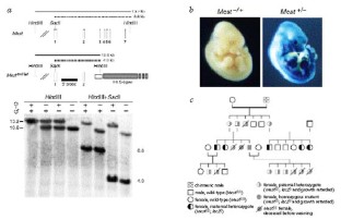 Abnormal maternal behaviour and growth retardation associated with loss ...