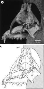 Implications of Deltatheridium specimens for early marsupial history ...