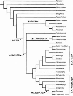 Implications of Deltatheridium specimens for early marsupial history ...
