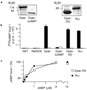 Epac is a Rap1 guanine-nucleotide-exchange factor directly activated by ...