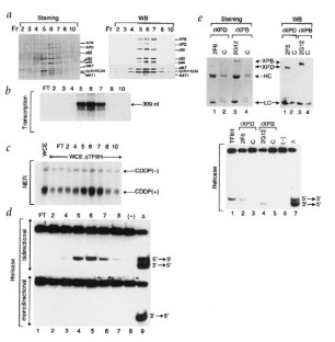 Mutations in the XPD helicase gene result in XP and TTD phenotypes ...