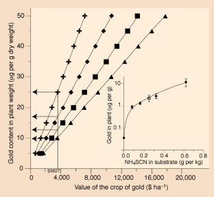 Harvesting a crop of gold in plants | Nature