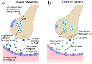 Cocaine abuse: hard knocks for the dopamine hypothesis? | Nature ...