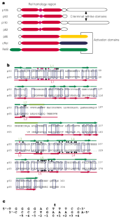 Crystal structure of p50/p65 heterodimer of transcription factor NF-κB ...