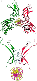 Crystal structure of p50/p65 heterodimer of transcription factor NF-κB ...