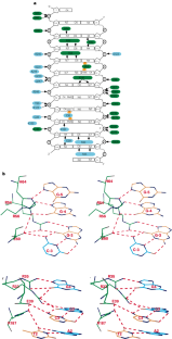 Crystal structure of p50/p65 heterodimer of transcription factor NF-κB ...