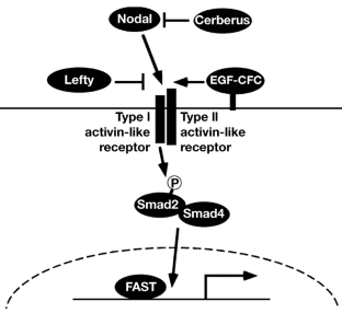 Nodal signalling in vertebrate development | Nature