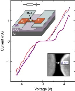 Direct measurement of electrical transport through DNA molecules | Nature