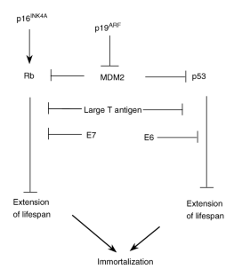 p16 INK4A and p19 ARF act in overlapping pathways in cellular ...