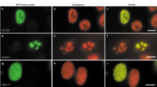 High mobility of proteins in the mammalian cell nucleus | Nature