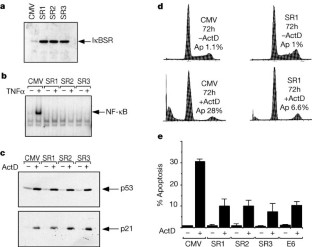 Role of NF-κB in p53-mediated programmed cell death | Nature