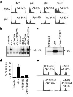 Role of NF-κB in p53-mediated programmed cell death | Nature