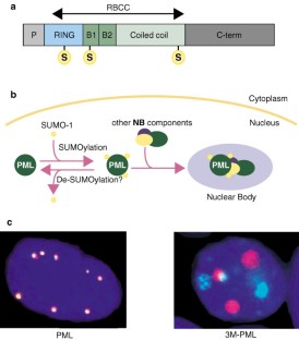 The transcriptional role of PML and the nuclear body | Nature Cell Biology