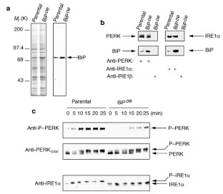 Dynamic interaction of BiP and ER stress transducers in the unfolded ...