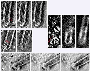 Structure of the γ-tubulin ring complex: a template for microtubule ...