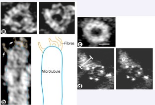 Structure of the γ-tubulin ring complex: a template for microtubule ...