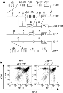 Recombination signal sequences restrict chromosomal V(D)J recombination ...